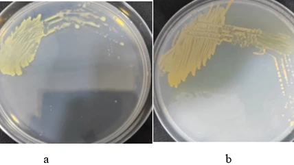 / Morphological, biochemical, and molecular identification of ...