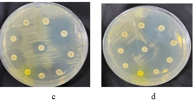 / Morphological, biochemical, and molecular identification of ...