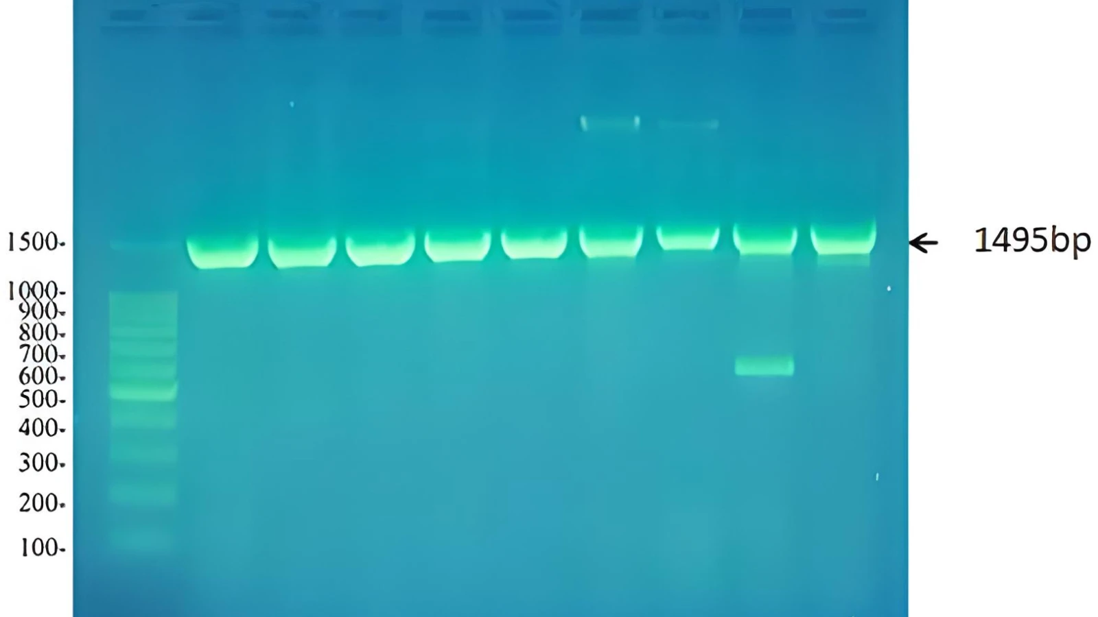 Figure 1. Amplicons of 16S rRNA gene amplified using universal 16S rRNA ... Figure 1. Amplicons of 16S rRNA gene amplified using universal 16S rRNA ...
